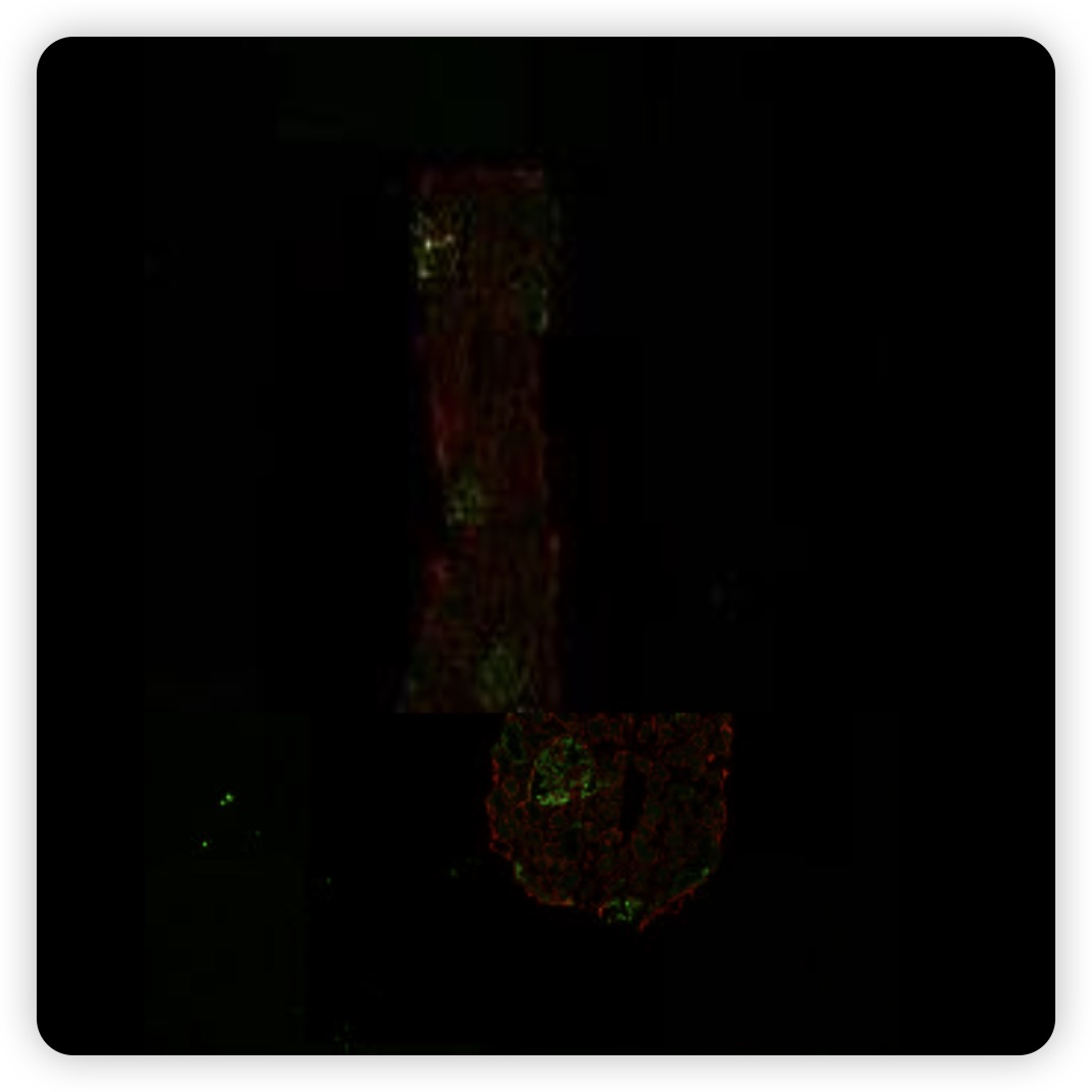 Digital Slides